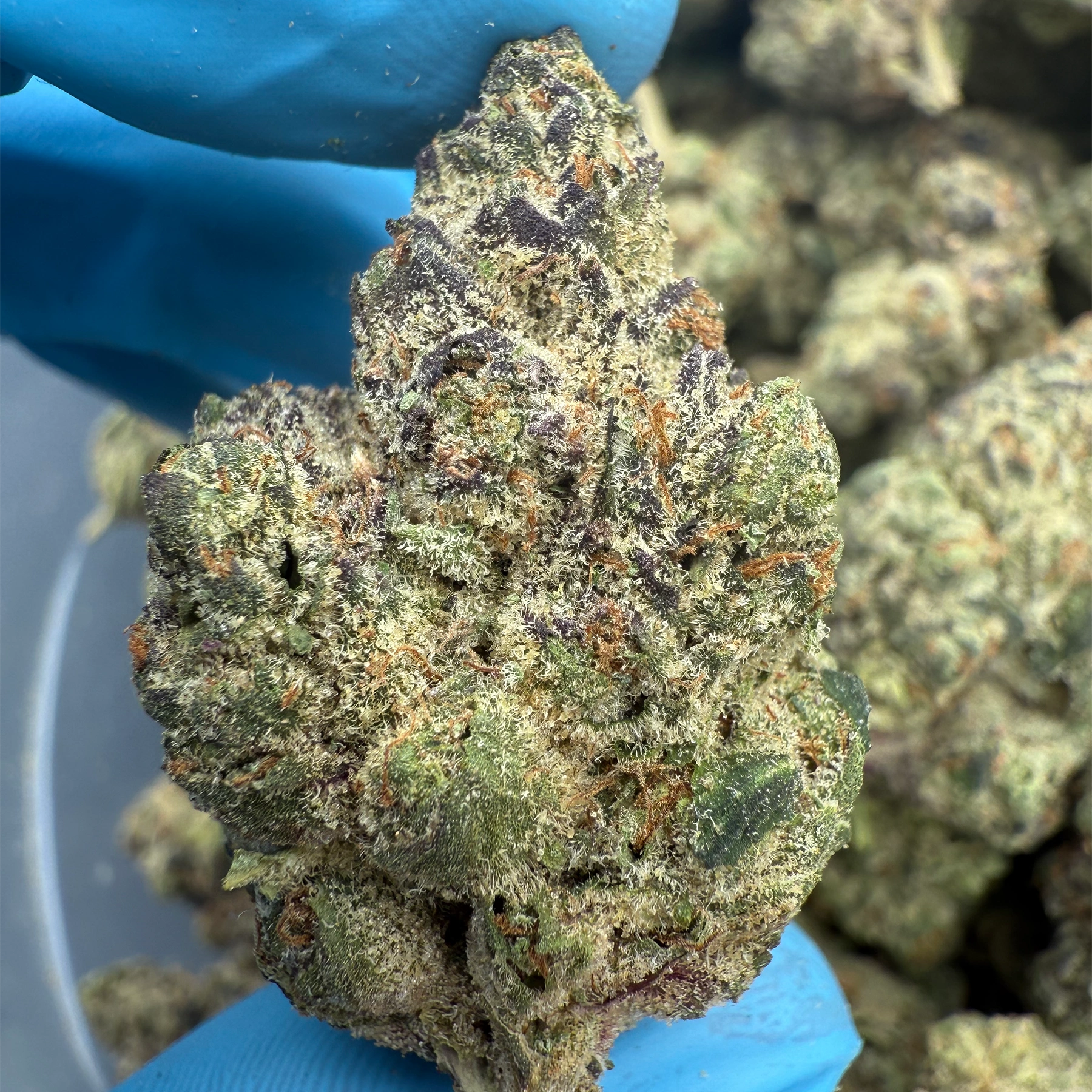 Bulk THCa Flower - Runtz OG - iStar Distro